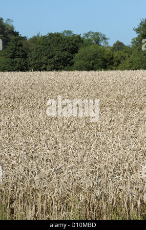Wheat field. Hampshire, England Stock Photo - Alamy