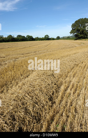 Wheat field, Hampshire England Stock Photo - Alamy