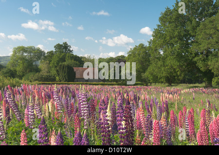 Lupins in field in front of St Peter's Church, Terwick, Rogate, West ...