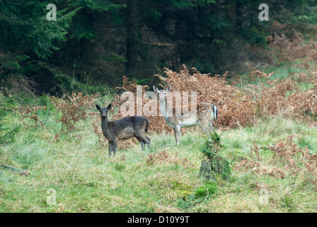 Fallow deer Dama dama female dovhind hind Stock Photo - Alamy