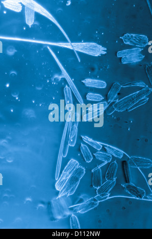 Insect wing, light micrograph Stock Photo - Alamy