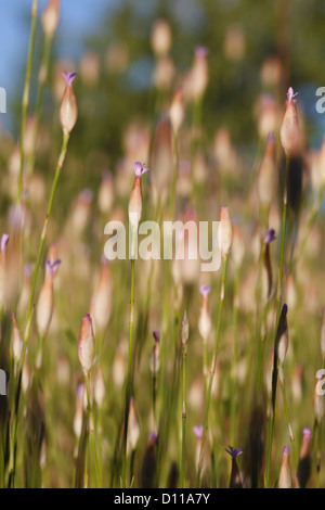 Proliferous Pink (Petrorhagia prolifera) massed flowering in an olive ...