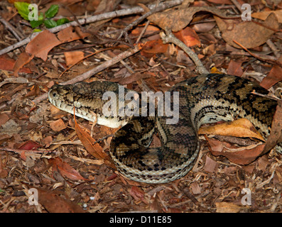 Australian carpet snake, a python, moving across dry brown leaves on ...
