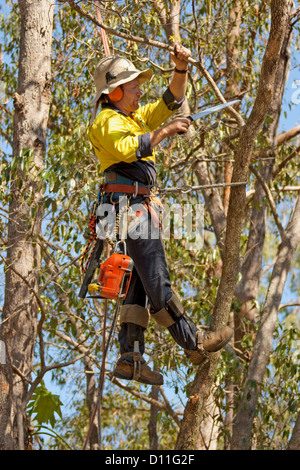 Professional tree lopper, arborist, wearing safety clothing, ear Stock ...