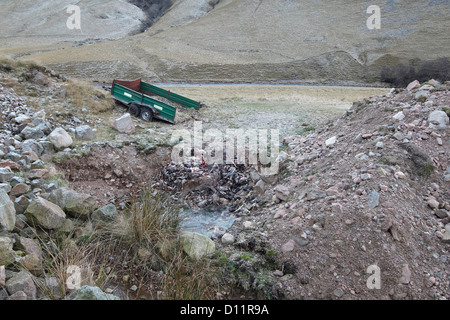 Red deer, Cervus elaphus, carcases and offal dumped in a pit near Blair ...