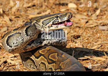 African rock python Python sebae, Pythonidae, Pokot tribe land, Kenya ...