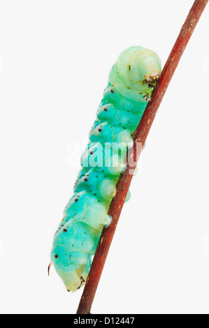 Tobacco hornworm, Manduca sexta (Linnaeus); Tomato hornworm, Manduca ...