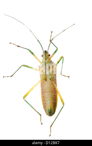 Insect stink bug isolated on white Stock Photo - Alamy