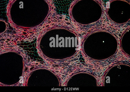 Pumpkin stem. Light micrograph of a section through the stem of a ...