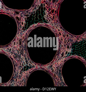 Pumpkin stem. Light micrograph of a section through the stem of a ...