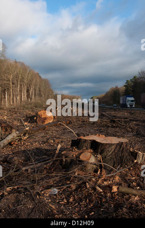 Cleared trees for road widening of A11 truck road Stock Photo - Alamy