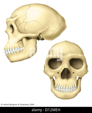 Homo neanderthalensis, Neanderthal Man Stock Photo - Alamy