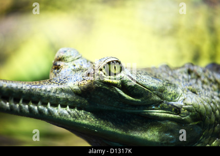 gavial crocodile close up macro Stock Photo - Alamy