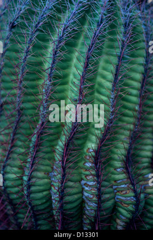 growing succulent cactus plant in pot. cactus plantation in farm Stock ...