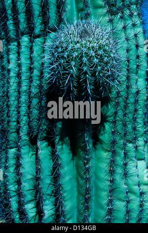 cactus, spikes, spines, sharp, cacti, succulents, desert Stock Photo ...