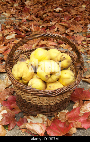 still life with quince and wicker basket. vitamins. harvest ripe fruit ...