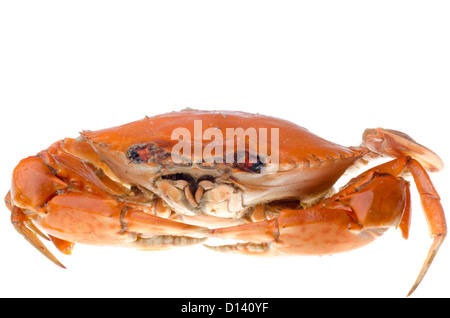 Red crab isolated on white background, full depth of field Stock Photo ...