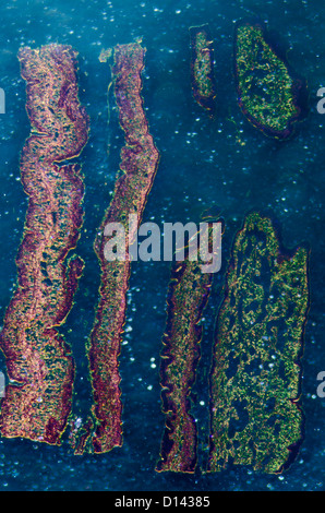 High magnification light micrograph of a human pancreas, showing the ...