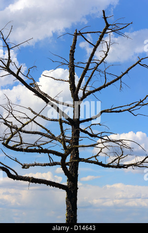 Spooky tree against blue cloudy sky Stock Photo - Alamy