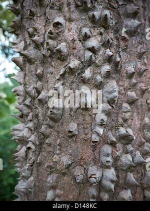 thorny Pochote tree in Ricòn de la Vieja National Park; Costa Rica ...
