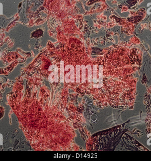 science micrograph of insects body cross section, moth caterpillar ...