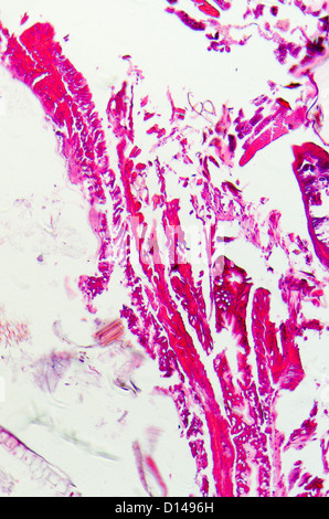 science micrograph of insects body cross section, moth caterpillar ...