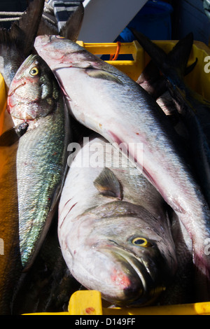 Bluefish (Pomatomus saltatrix Stock Photo - Alamy