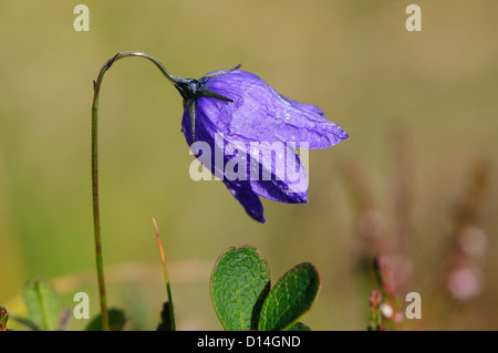 Campanula (Bellflower) in the park. Summer flowers Stock Photo - Alamy