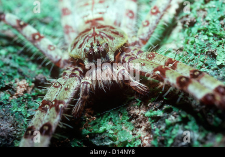 Lichen huntsman spider female (Pandercetes gracilis) camouflaged and ...