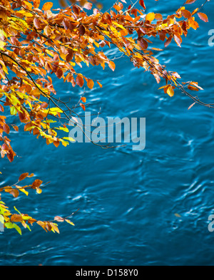 Autumn beech leaves beside the River Barle flowing through Tarr Steps ...