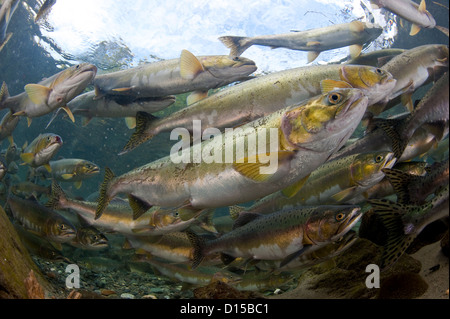 Pink Salmon, Oncorhynchus gorbuscha, gather to spawn in a stream in ...