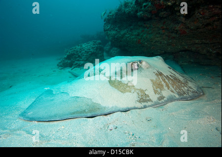 Roughtail Stingray (Dasyatis centroura) in Jupiter, FL Stock Photo - Alamy