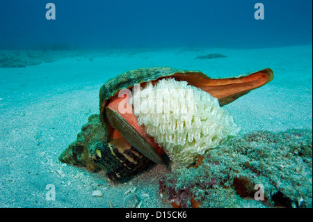 Horse Conch, Triplofusus giganteus, laying eggs on a coral reef ...