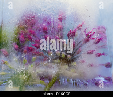 Frozen beautiful flower of allium. blossomsin the ice Stock Photo - Alamy