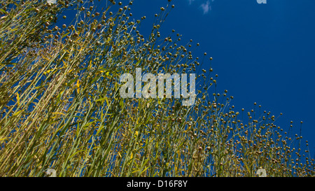 Young linen plants, blue sky Stock Photo - Alamy