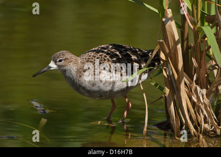 Adult Female Ruff Stock Photo - Alamy