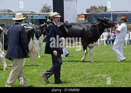 Cattle cow fair in Lima city. Holstein cow. Peru Stock Photo - Alamy