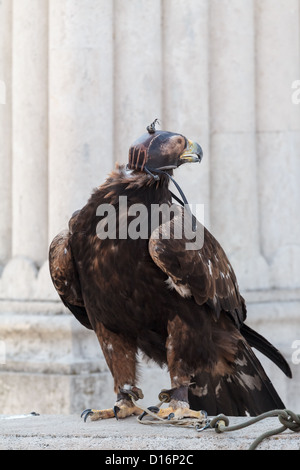 Bird in the wild with beautiful stone background outdoors ornithology ...