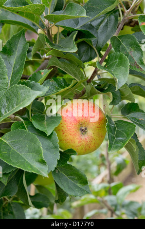 Apple Crimson Bramley Stock Photo - Alamy
