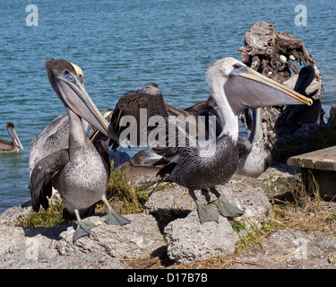 Male and Female Brown Pelicans Stock Photo - Alamy