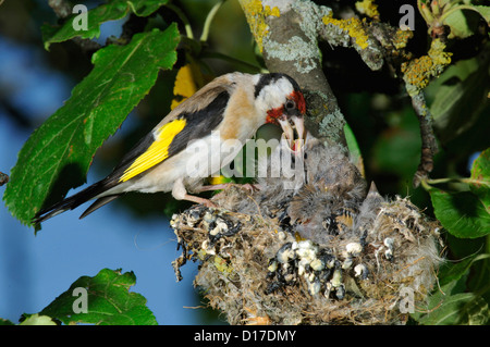 Germany, Goldfinch (Carduelis carduelis). Deutschland, Stieglitz ...