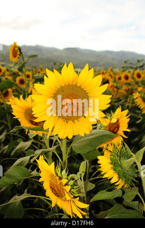 Hawaii, Oahu, North Shore, Sunflower Field Stock Photo - Alamy