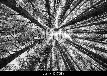 Canopy of red pine forest in Franconia, New Hampshire USA Stock Photo ...