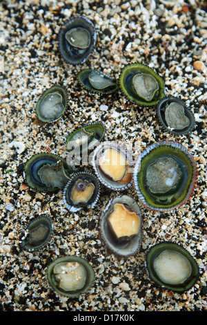 Hawaii, Oahu, A Bunch Of Fresh Limpets Opihi Laying On A Rock Stock ...