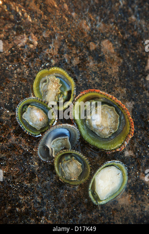 Hawaii, Oahu, A Bunch Of Fresh Limpets Opihi Laying On A Rock Stock ...