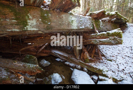 Side view of a decaying timber bridge along the abandoned Boston and ...