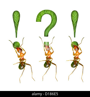 The ant and the question mark Stock Photo - Alamy