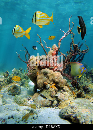 Underwater Coral reef with Lumpy overgrowing sponge attached to soft ...