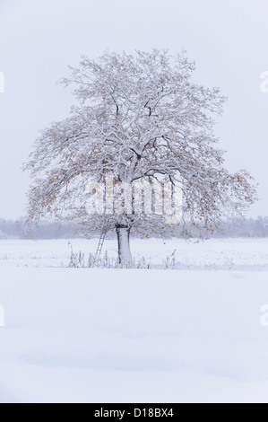 Germany. Winter landscape with single tree Stock Photo - Alamy