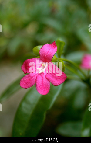 Lemonia, Limonia, Pink Ravenia, Ravenia spectabilis Stock Photo - Alamy